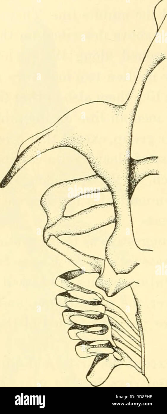 . The elasmobranch fishes. Chondrichthyes. 68 THE ELASMOBRANCH FISHES ...