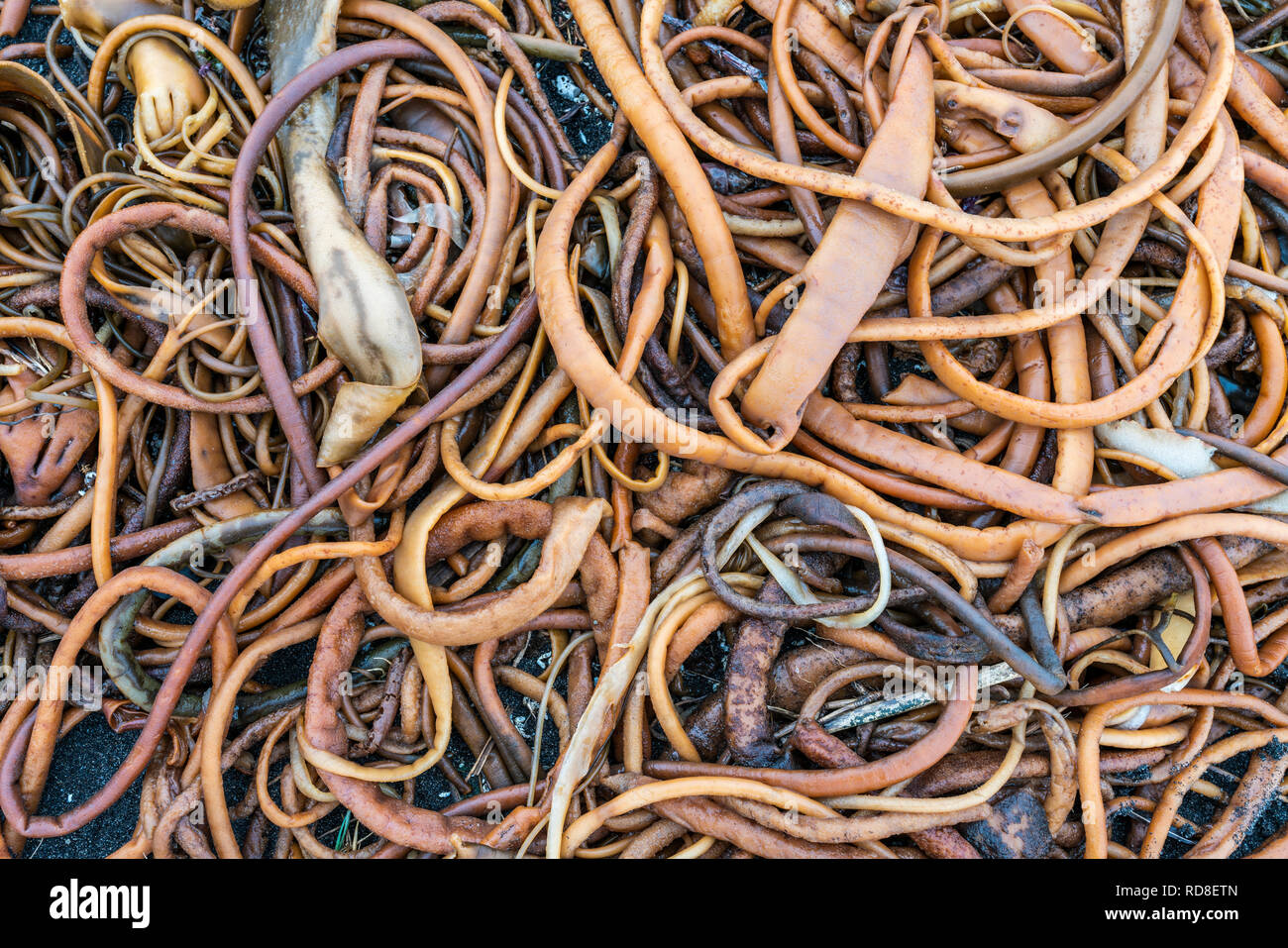 Seaweed texture hi-res stock photography and images - Alamy