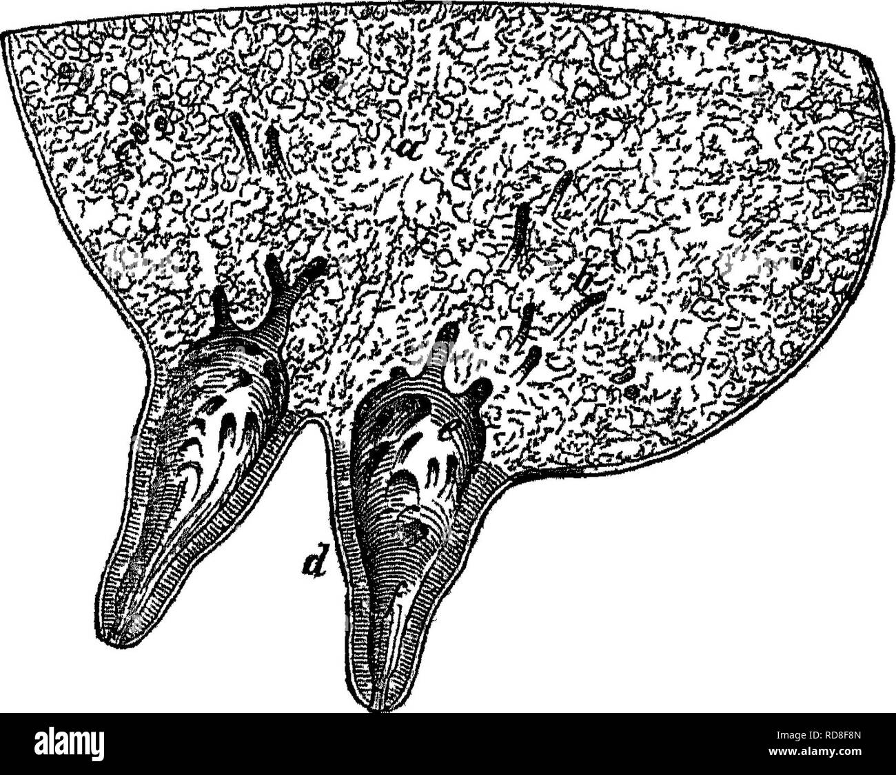 . Manual of cattle-feeding. A treatise on the laws of animal nutrition ...