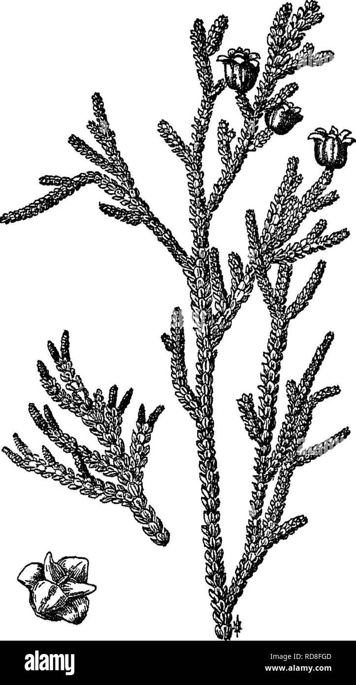 Northern White Cedar Drawing