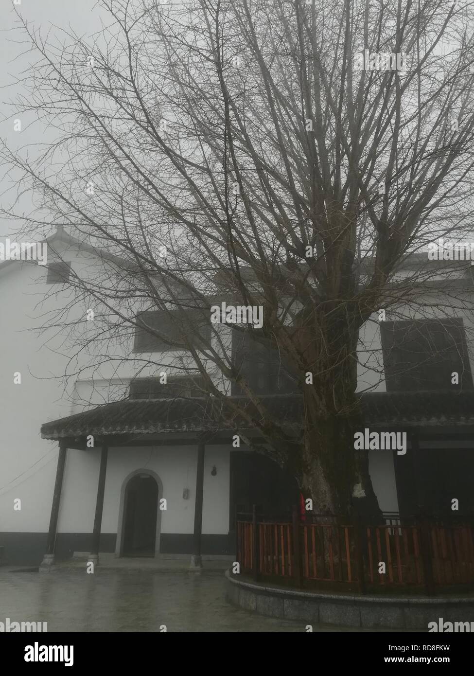 An old ginkgo tree in Fuyan Temple (Hunan Stock Photo - Alamy
