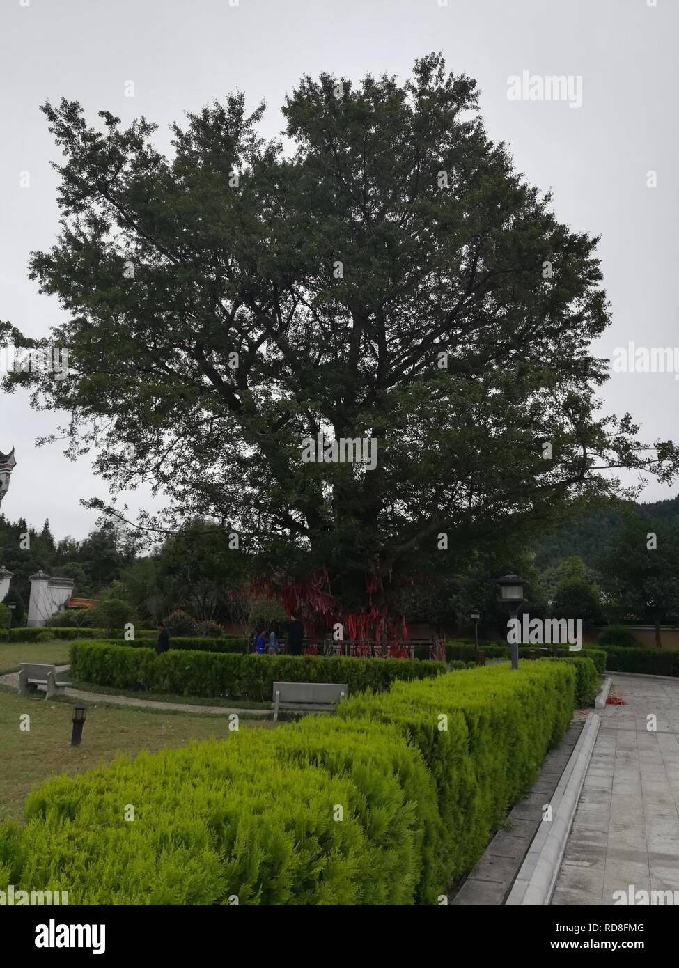 An old ginkgo tree in Miyin Temple, picture4 Stock Photo - Alamy