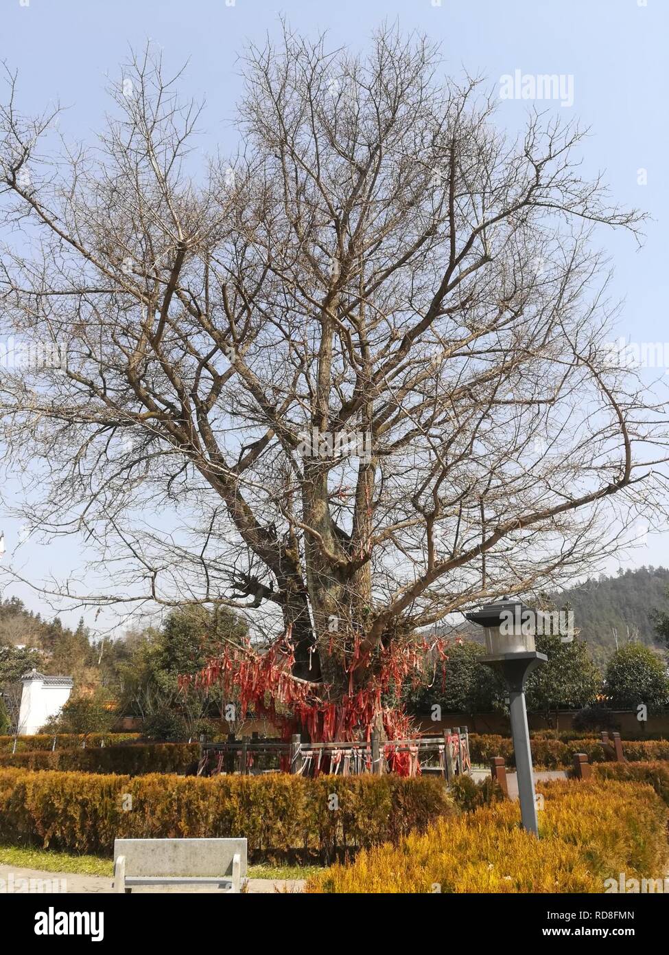 An old ginkgo tree in Miyin Temple, picture5 Stock Photo - Alamy