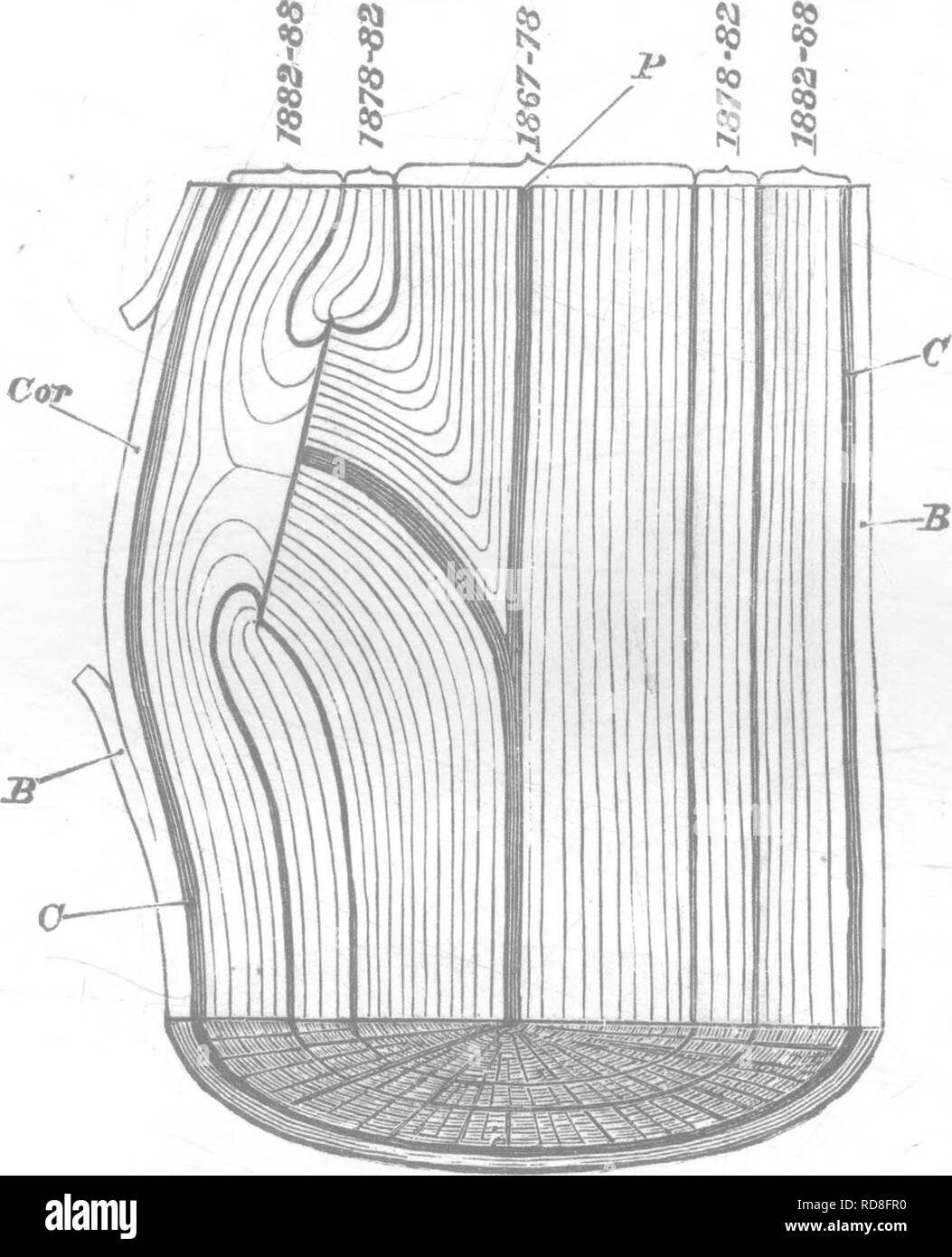 . Timber and some of its diseases. Timber; Trees. 2i8 TIMBER AND SOME ...