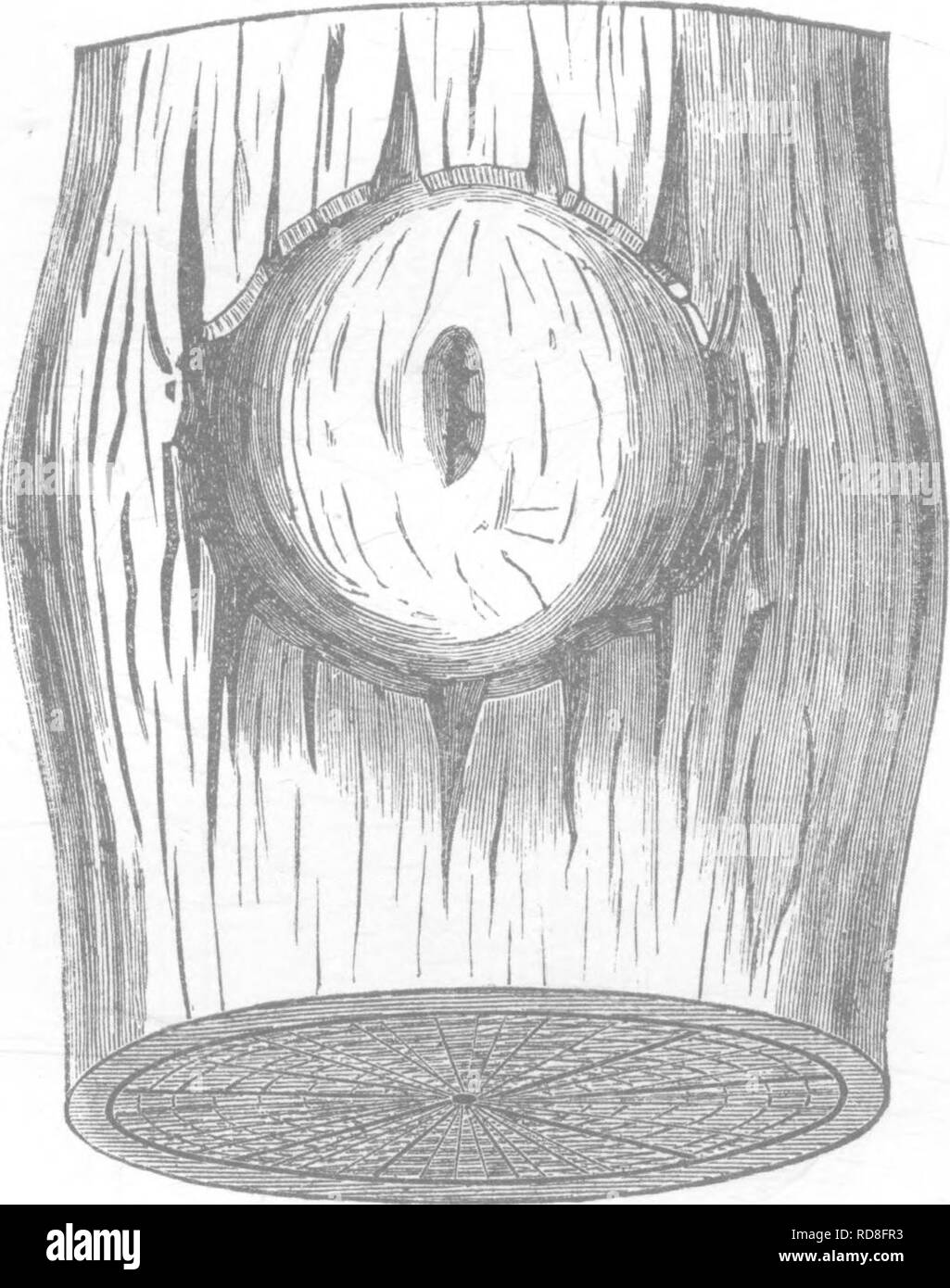 . Timber and some of its diseases. Timber; Trees. IX.] HEALING OF ...