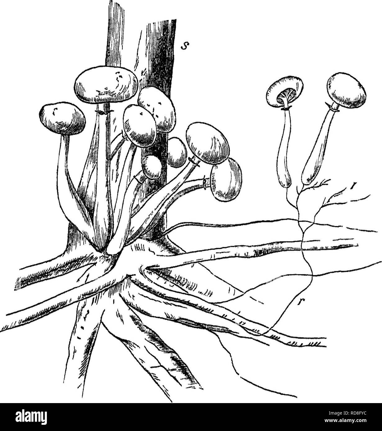 Rotting base of tree Cut Out Stock Images & Pictures - Alamy