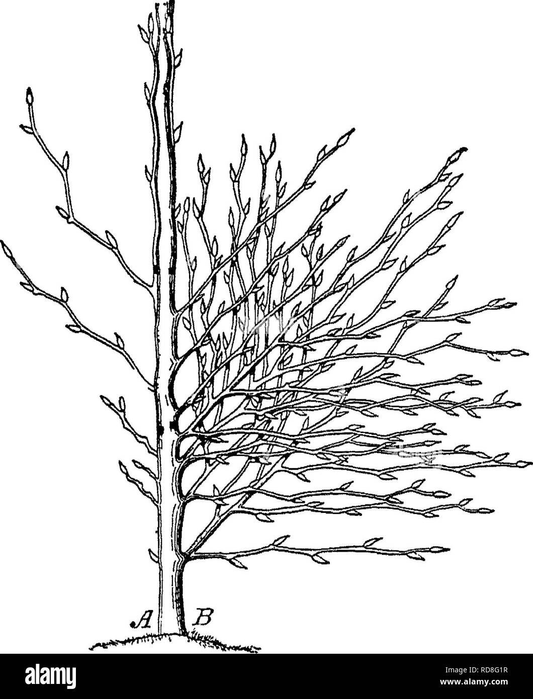 . The care of trees in lawn, street and park, with a list of trees and ...