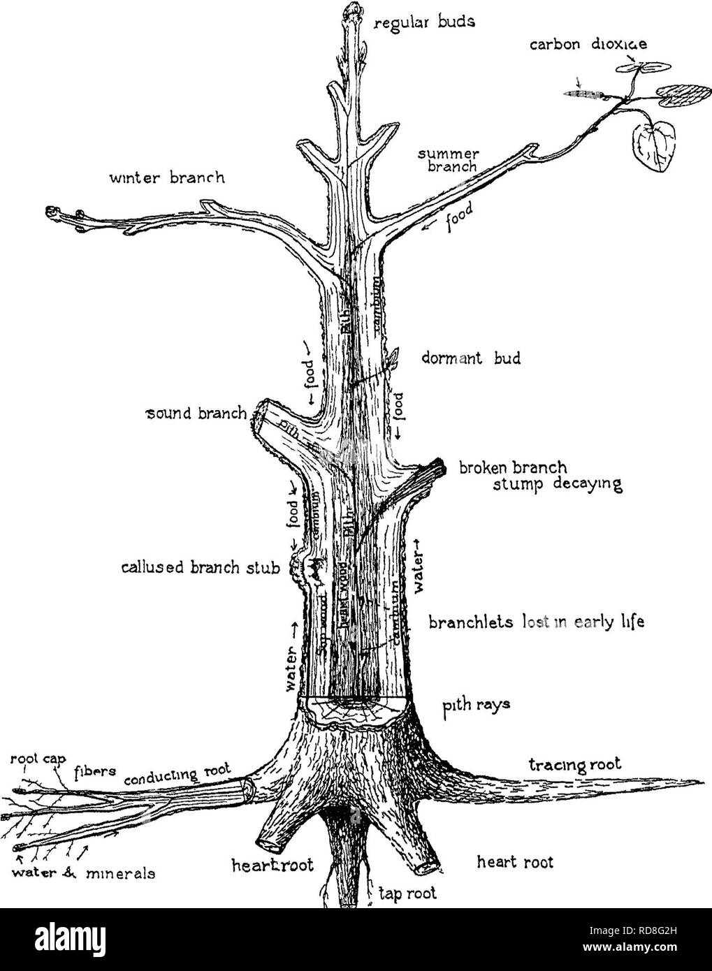 . The care of trees in lawn, street and park, with a list of trees and ...
