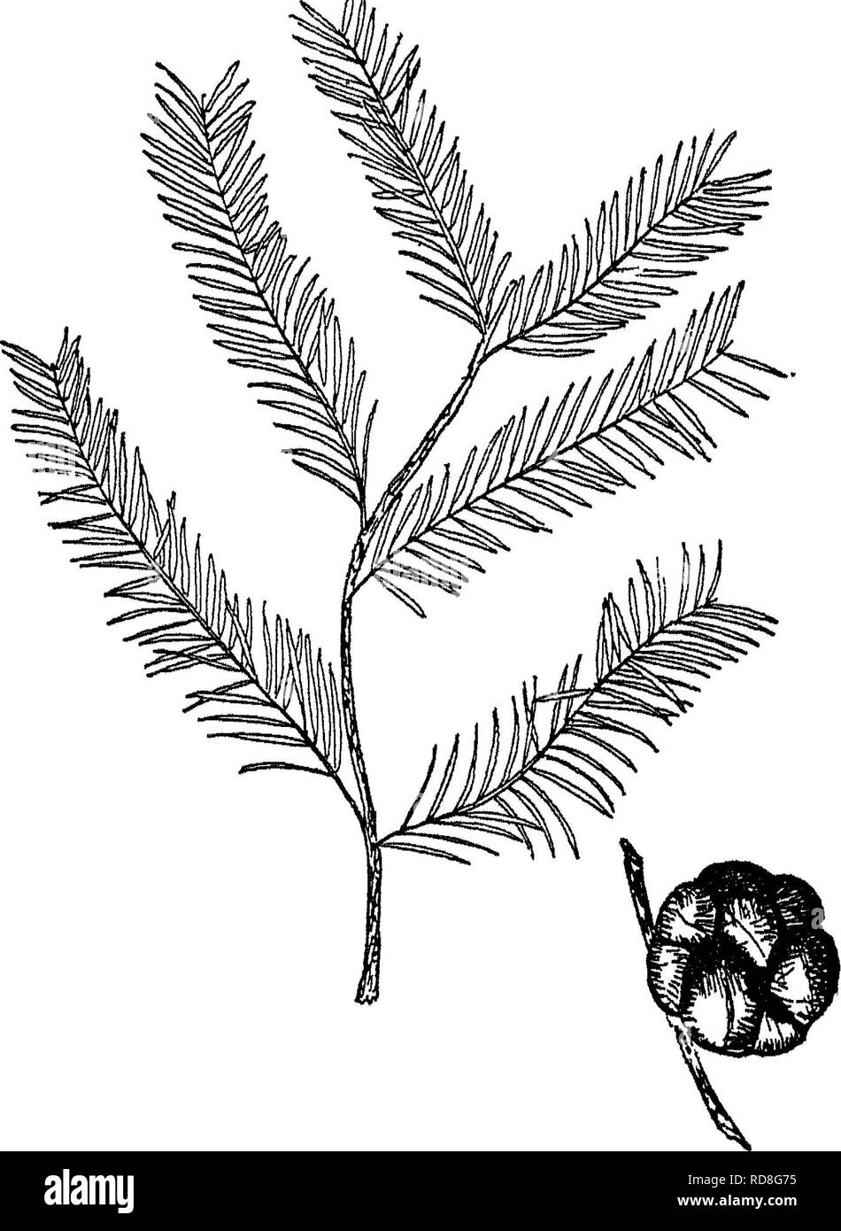 cypress tree leaf drawing