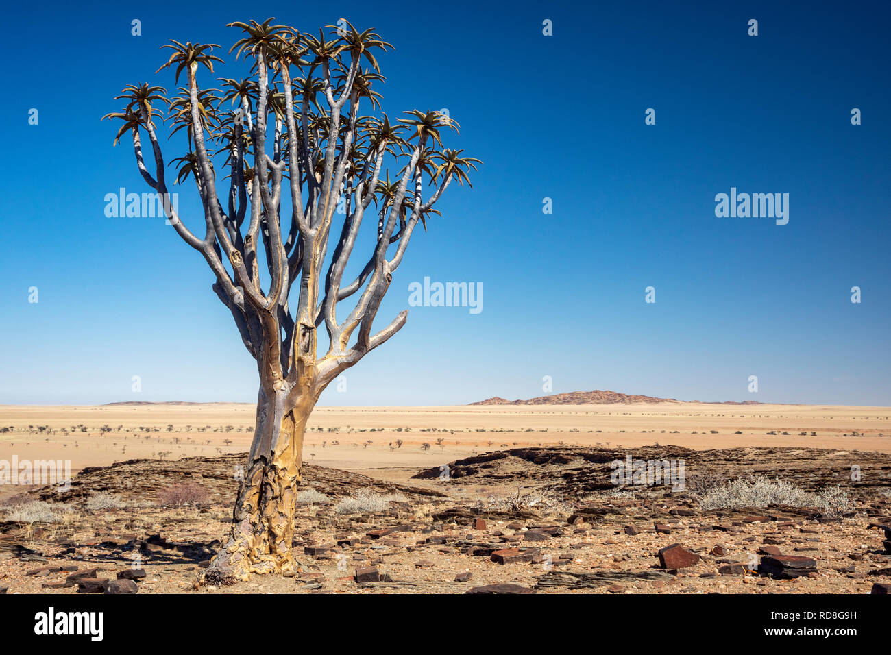 Lone Quiver Tree or Kokerboom (Aloe dichotoma) in the Namib Desert near ...