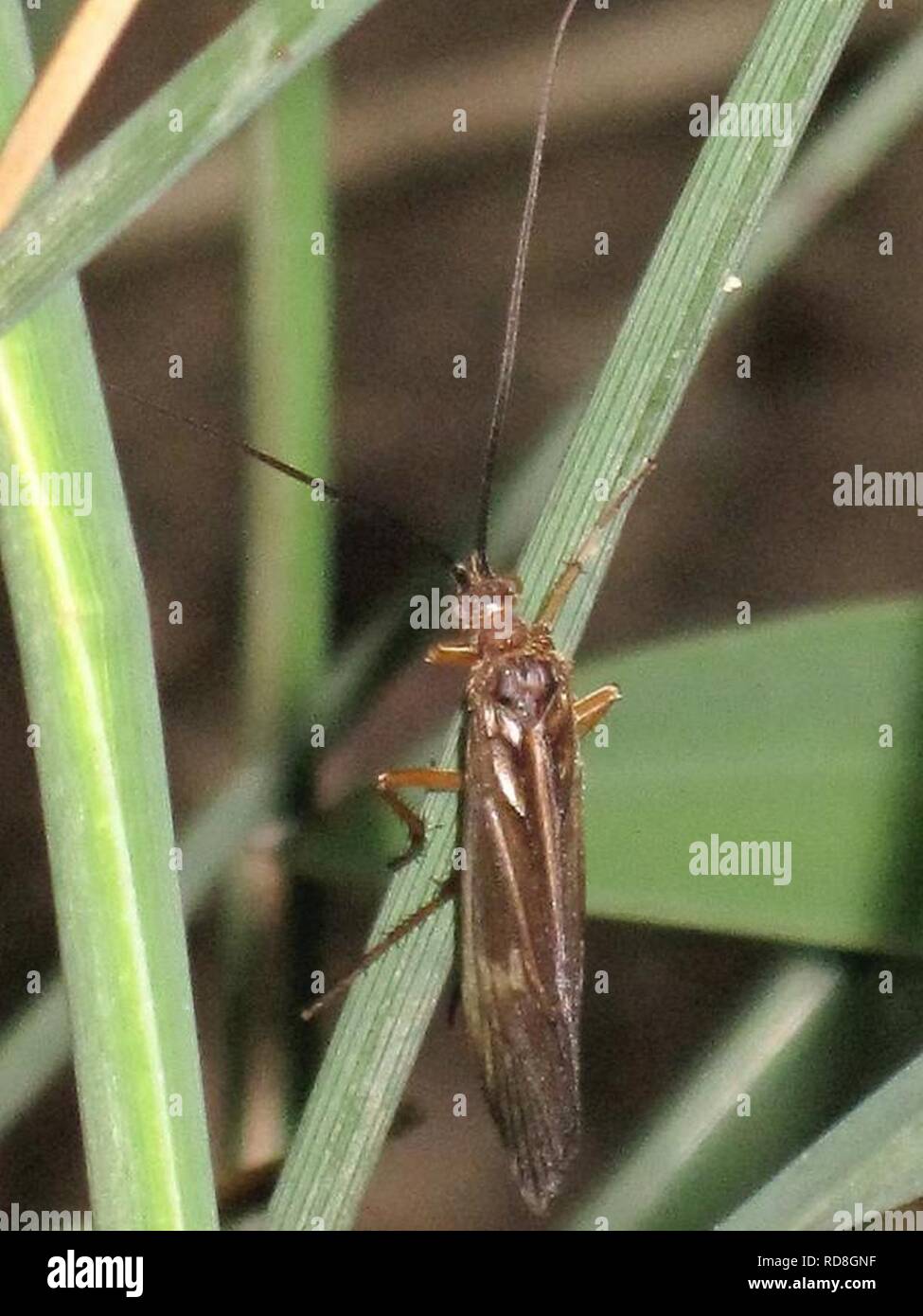 Anabolia nervosa hi-res stock photography and images - Alamy