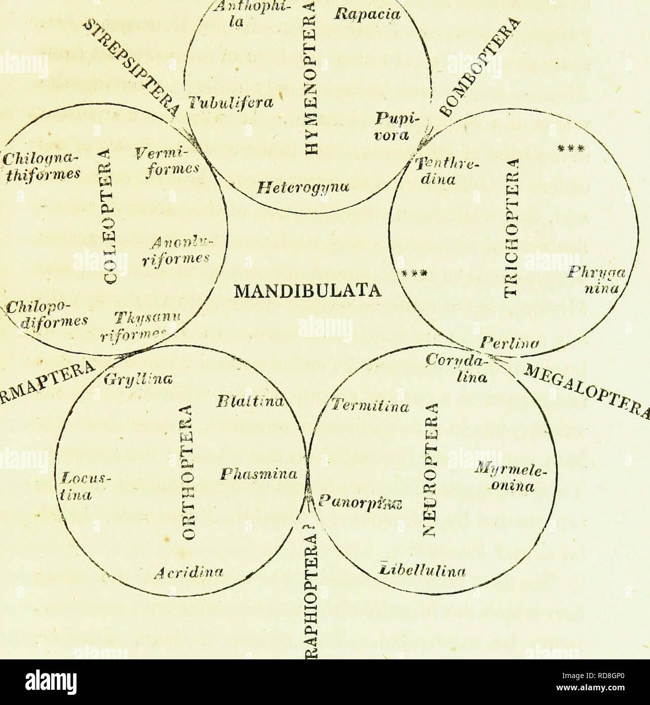 Tubulifera hi-res stock photography and images - Alamy