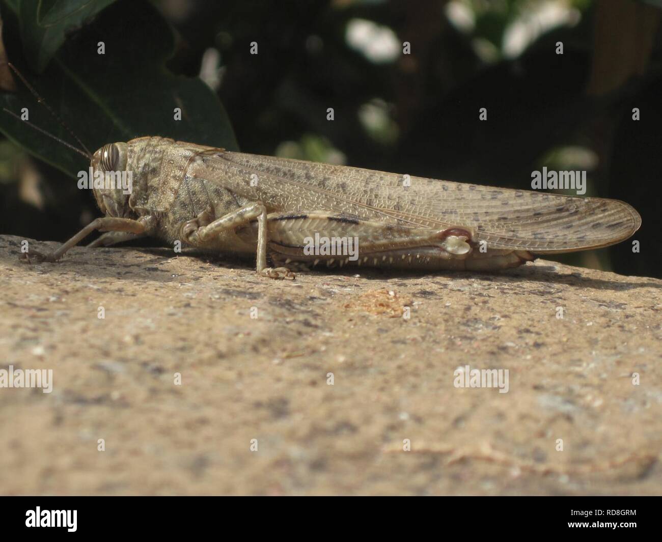 Anacridium aegyptium (Egyptian Locust), Skala Kalloni, Lesbos, Greece ...