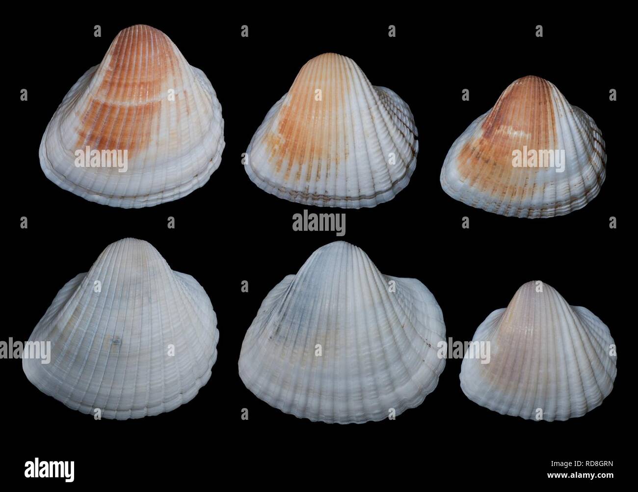 Anadara brasiliana in Margarita island Stock Photo - Alamy