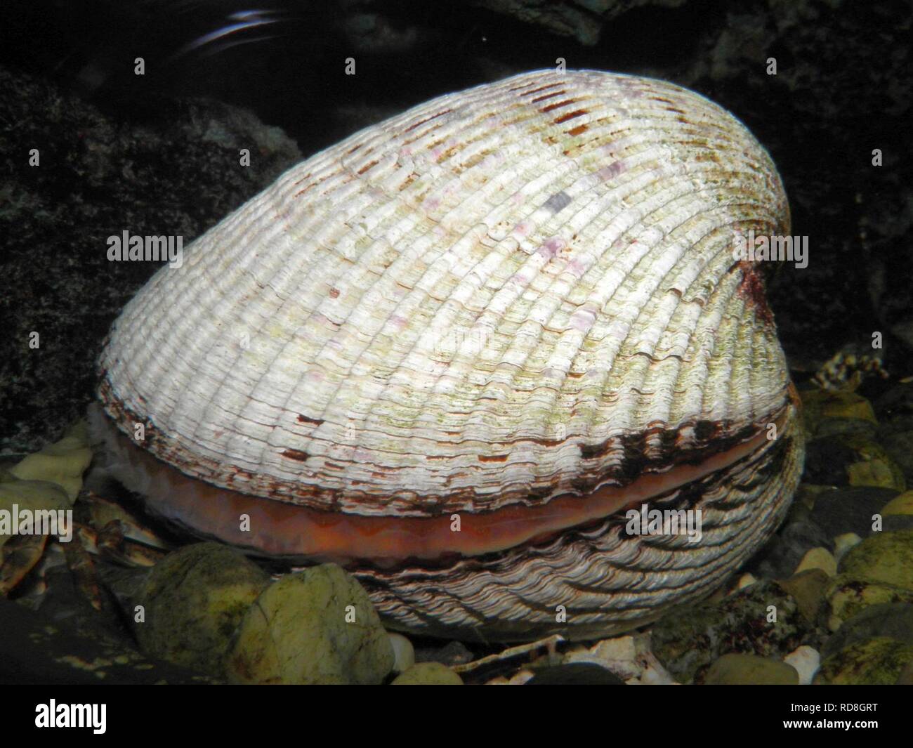 Anadara broughtonii hi-res stock photography and images - Alamy