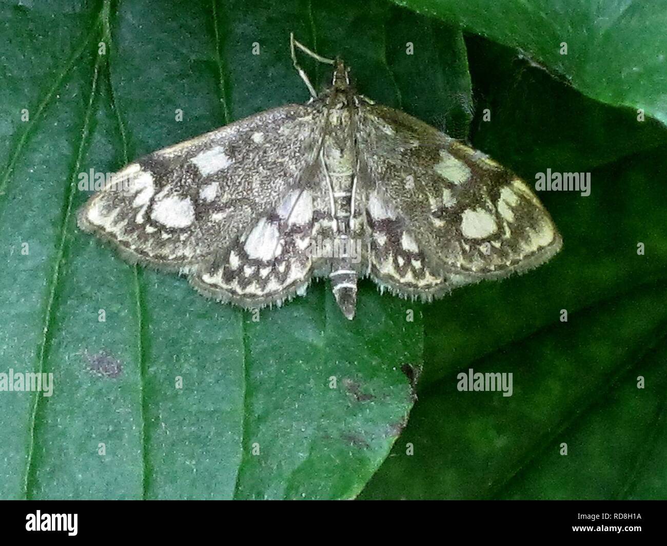 Anania coronata (Grass moth sp.), Arnhem, the Netherlands Stock Photo ...