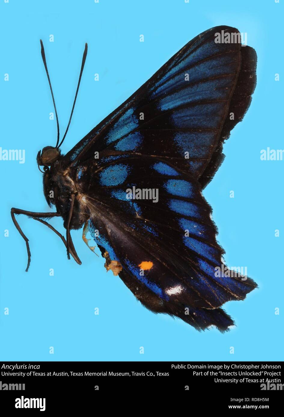 Ancyluris hi-res stock photography and images - Alamy