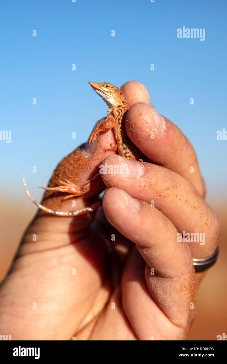 Shovel-snouted lizard (Meroles anchietae) - Elim Dune in Namib-Naukluft ...