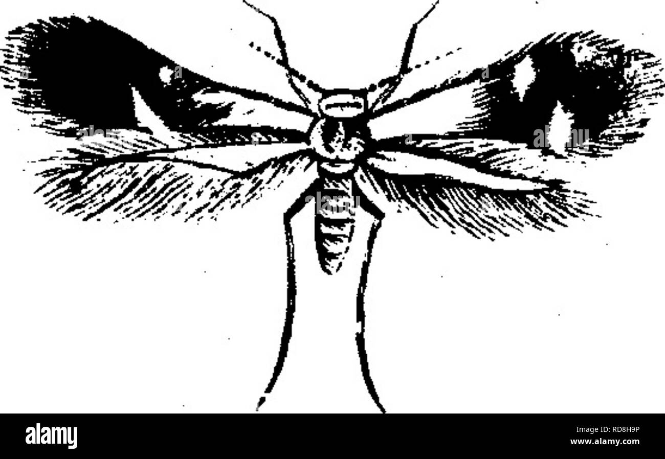 Brood patch Black and White Stock Photos & Images - Alamy