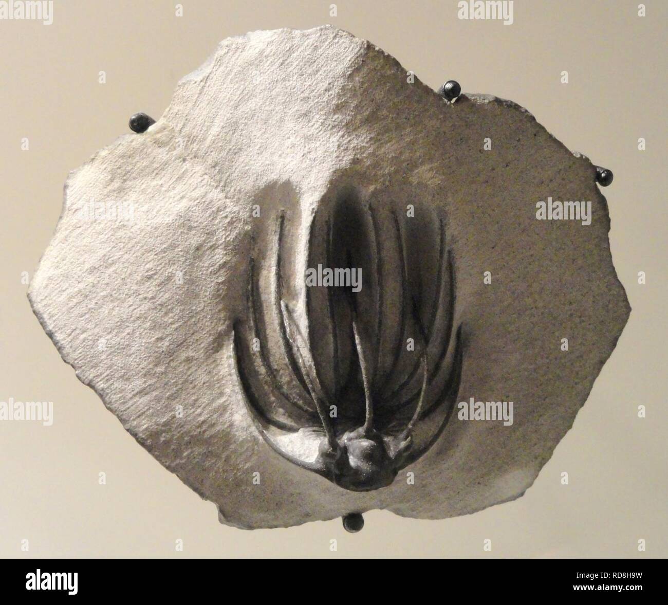 Andegavia sp., Early Devonian, TazoulaOt Formation, Jbel OufatEne ...