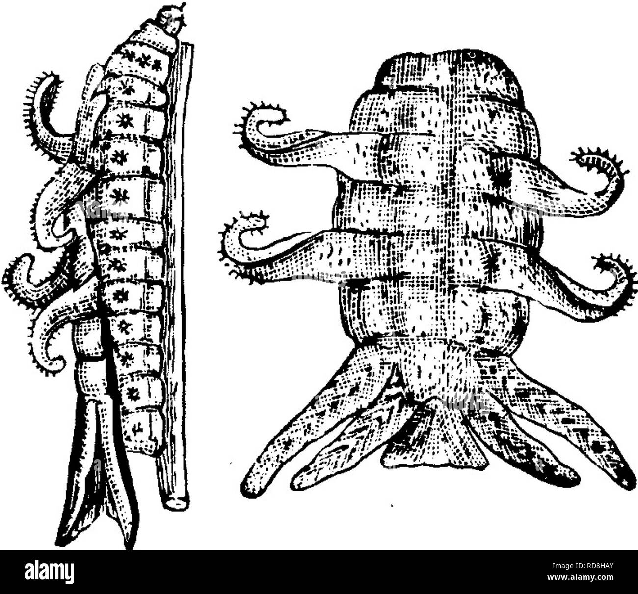 Oval insect eggs Black and White Stock Photos & Images - Alamy