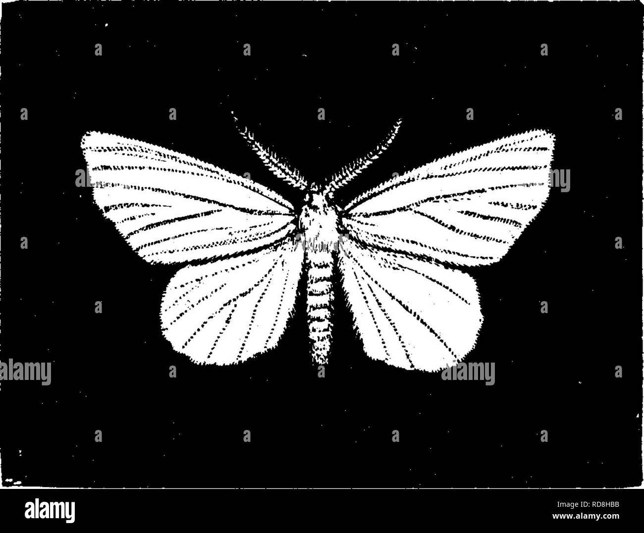 Black spider with white spots Black and White Stock Photos & Images - Alamy