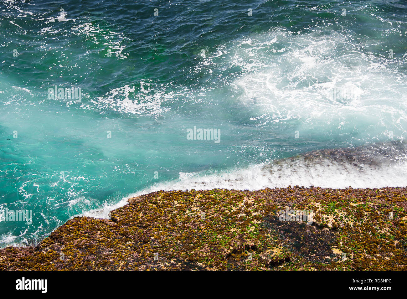 Coastal scene, Sydney, New South Wales, Australia. Colourful algae ...