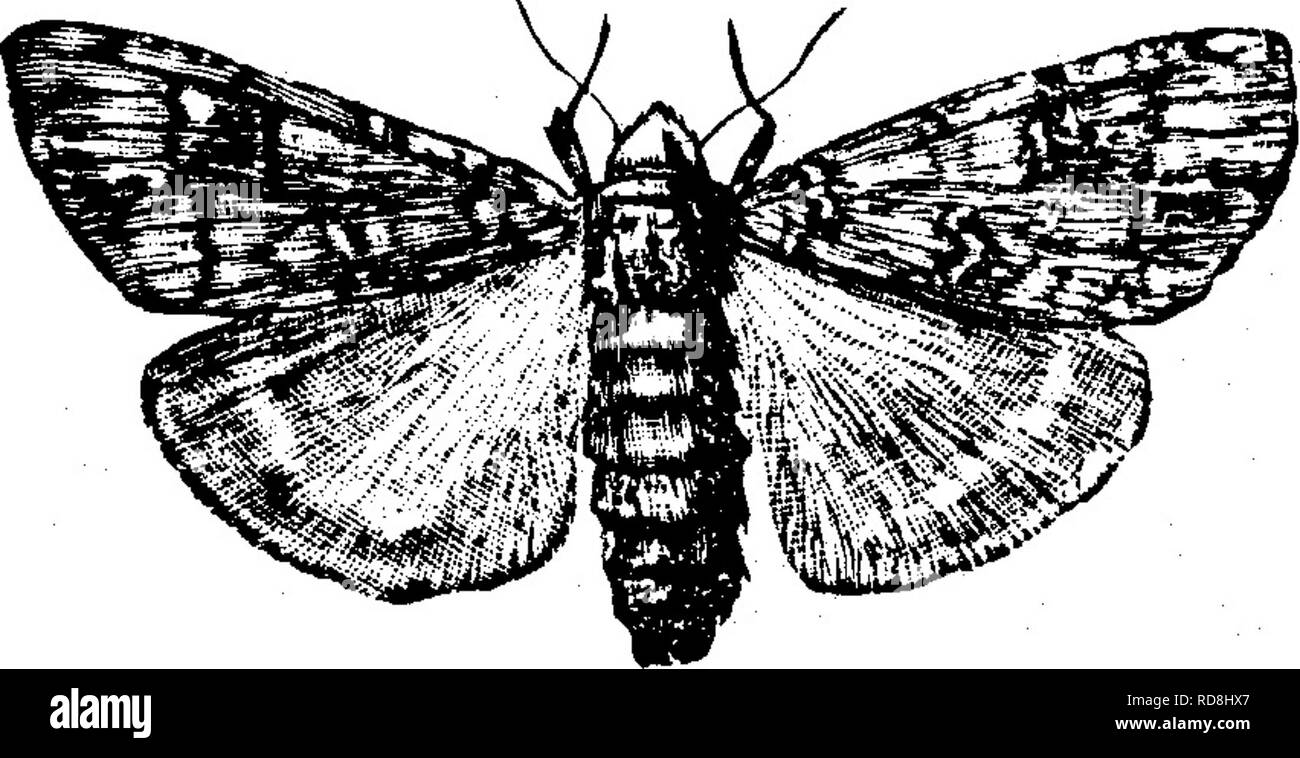 Blackish brown color Black and White Stock Photos & Images - Alamy