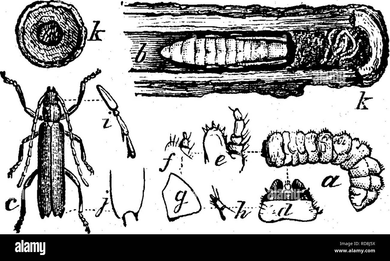 Parallel fallen branches hi-res stock photography and images - Alamy