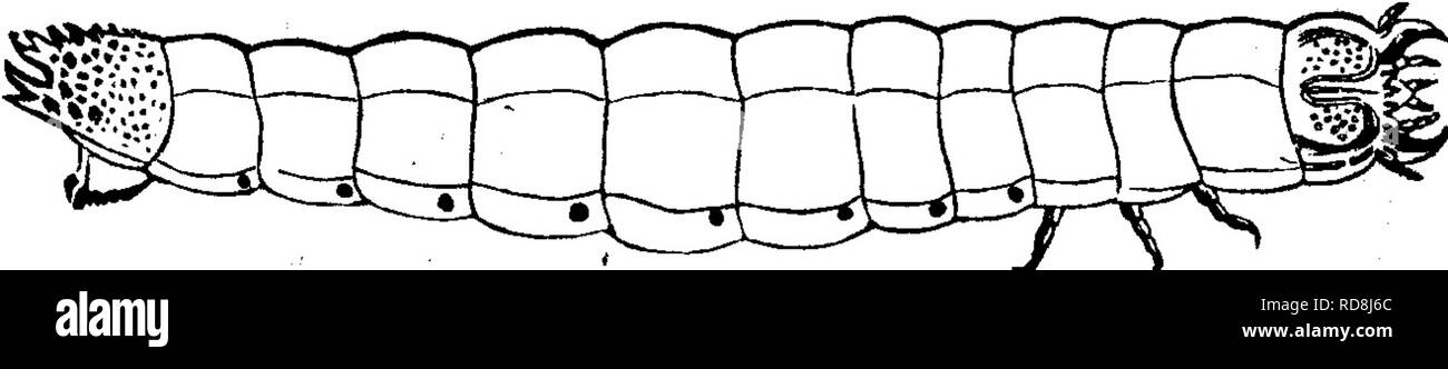 Rough tubercles hi-res stock photography and images - Alamy