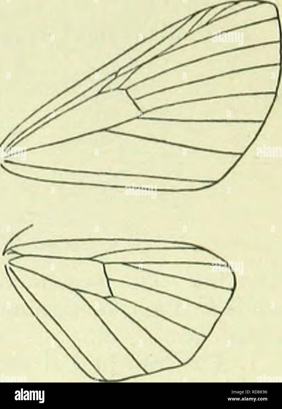 Incisions mark hi-res stock photography and images - Alamy