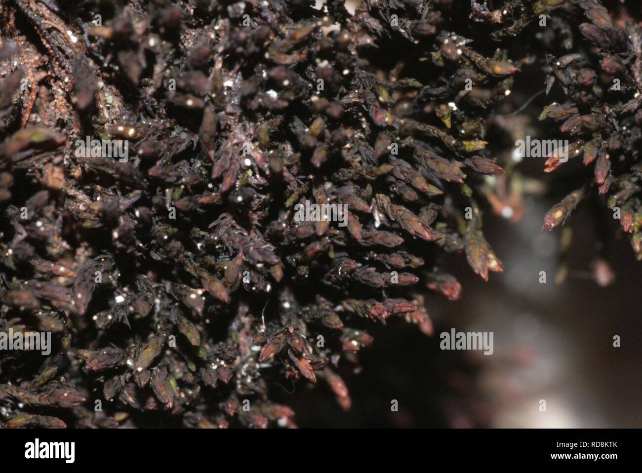 Andreaea rupestris hi-res stock photography and images - Alamy