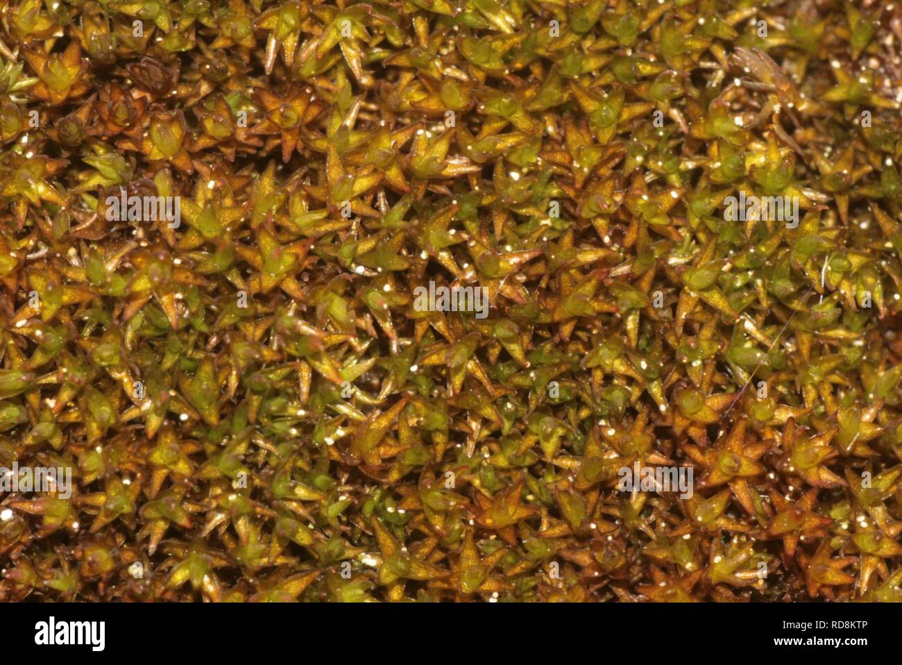 Andreaea rupestris (b, 150028-481738) 3751 Stock Photo - Alamy