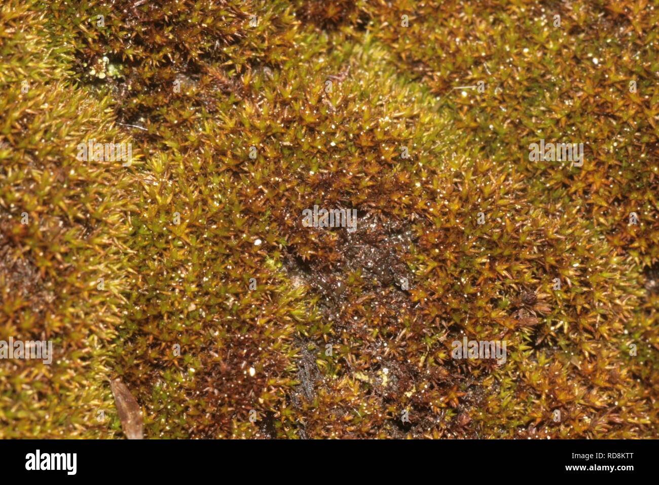 Andreaea rupestris hi-res stock photography and images - Alamy