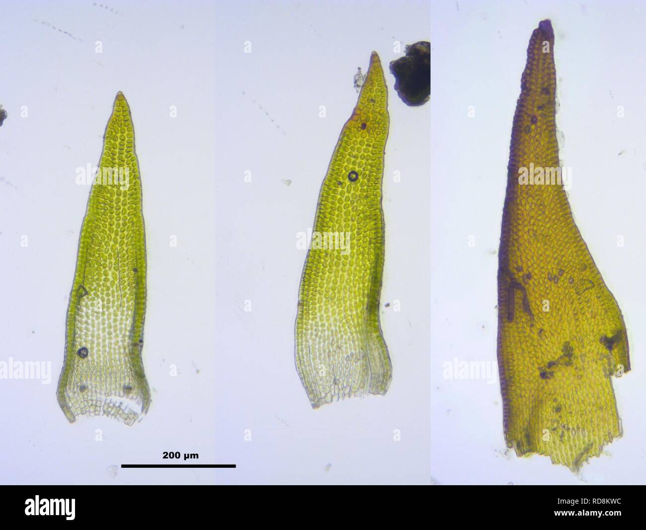 Andreaea hi-res stock photography and images - Alamy