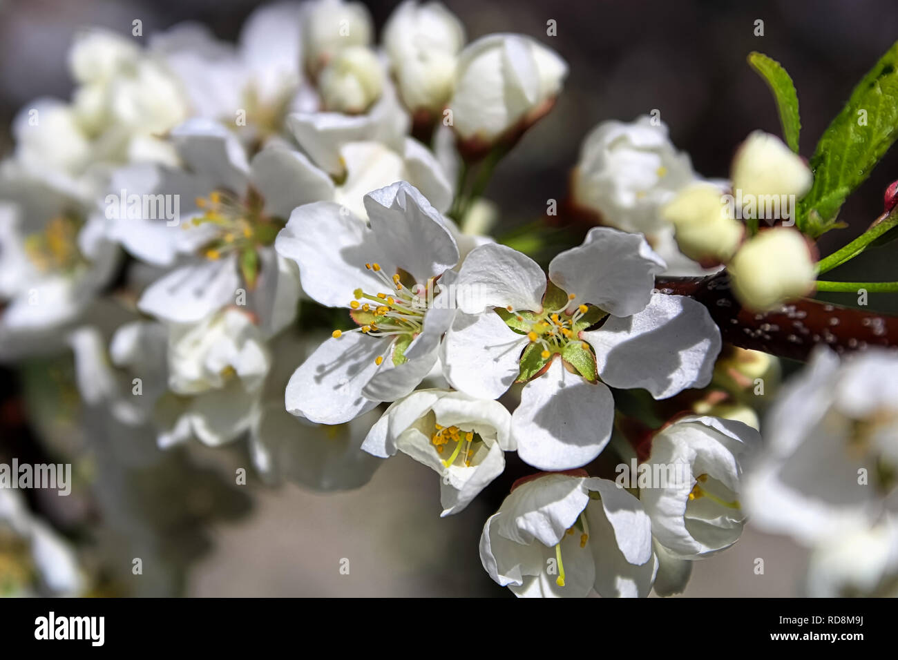 Plum blossoms in the spring hi-res stock photography and images - Alamy