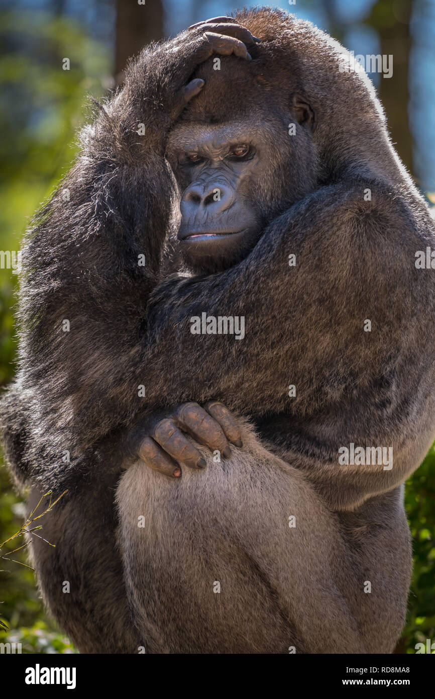 Silverback Sits and Thinks with hand to forehead Stock Photo - Alamy