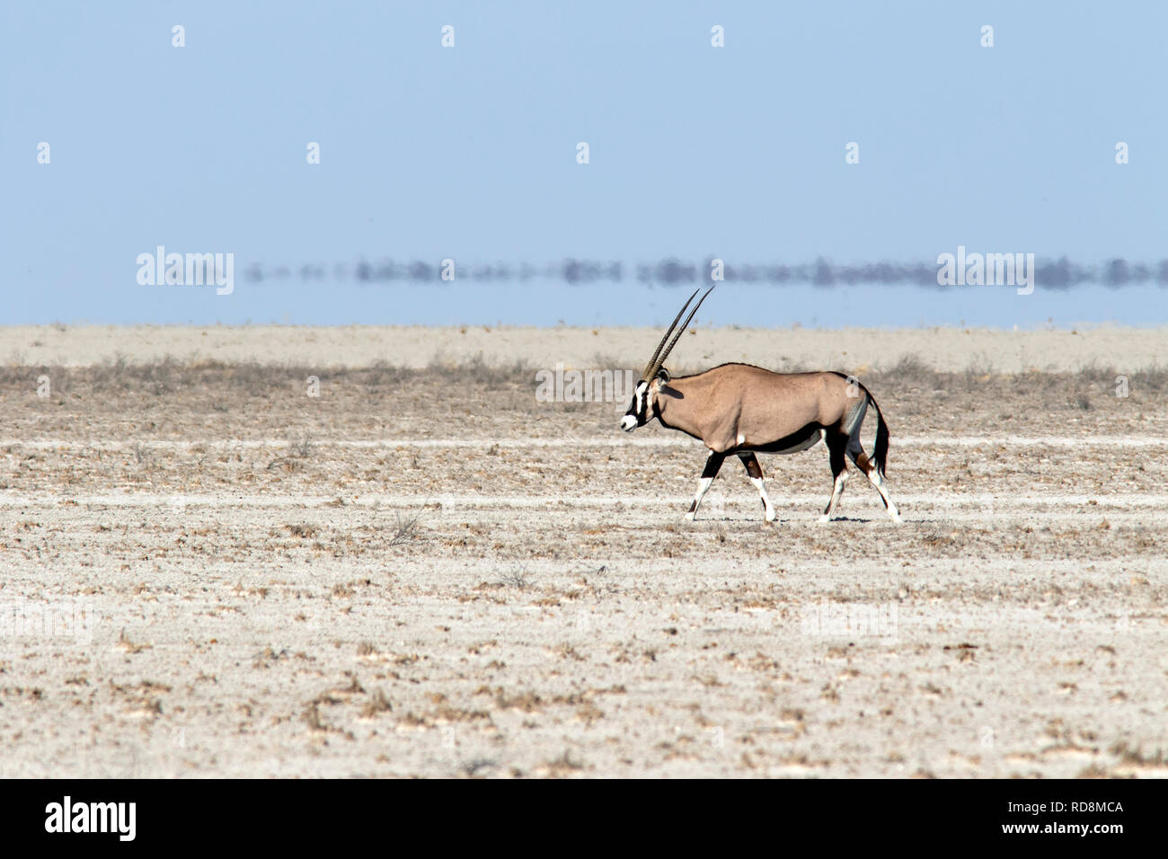 Salt flats namibia hi-res stock photography and images - Alamy