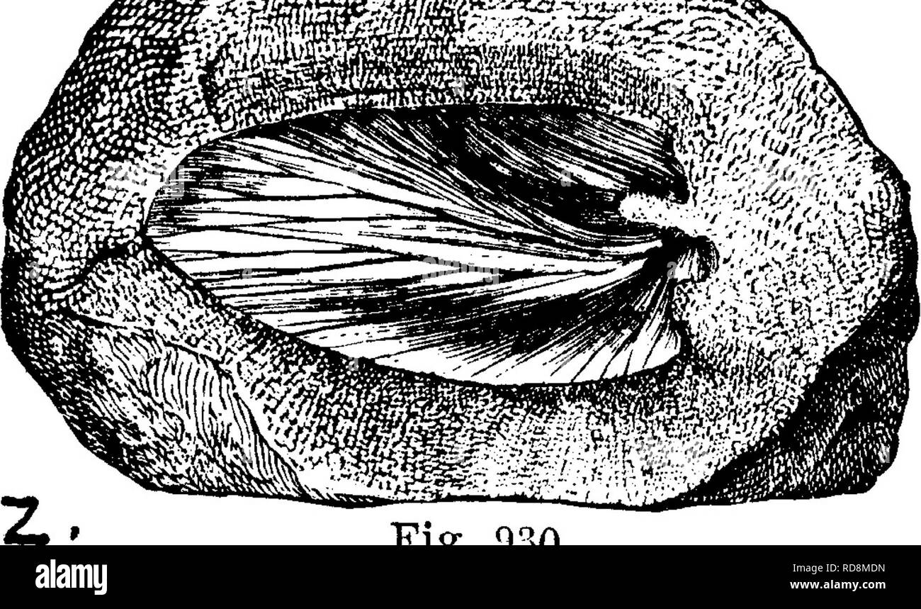 Cephalaspis hi-res stock photography and images - Alamy