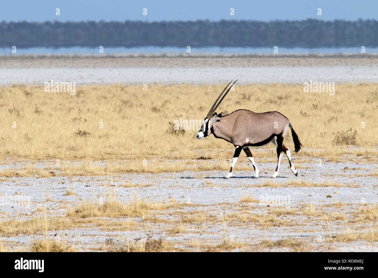 Salt flats namibia hi-res stock photography and images - Alamy