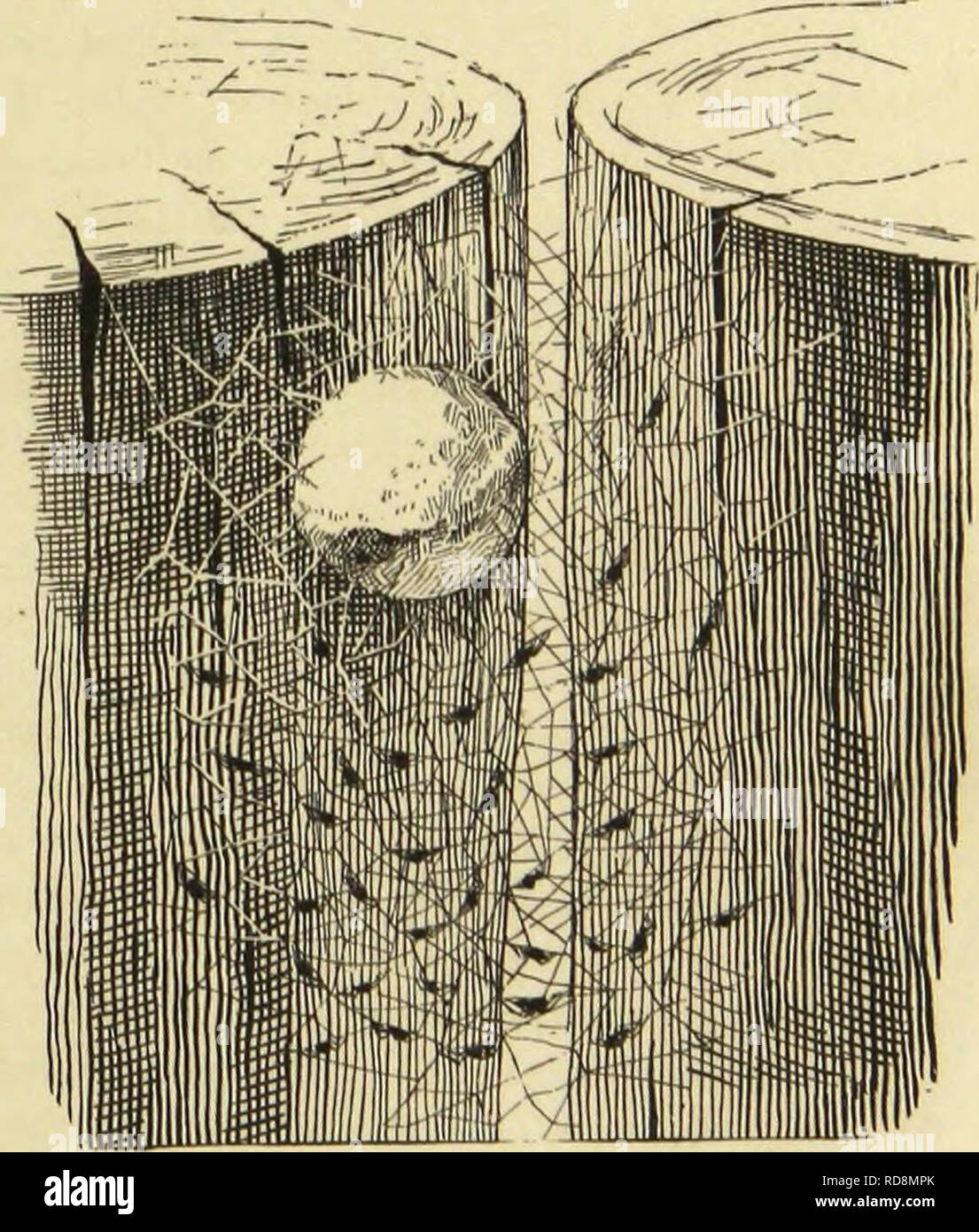 . American spiders and their spinning work. A natural history of the ...
