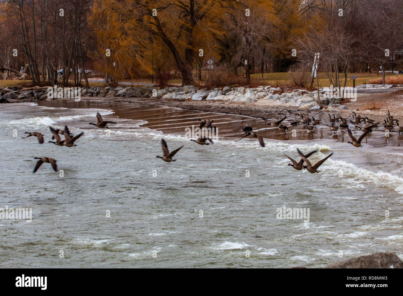 Scared duck hi-res stock photography and images - Alamy