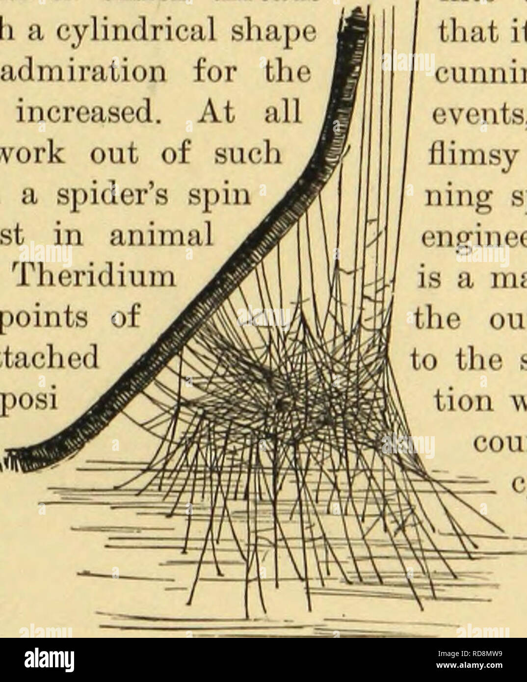 Predator of other spiders hi-res stock photography and images - Alamy