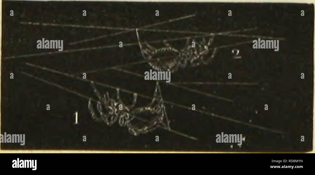 Column cross spiders hi-res stock photography and images - Alamy