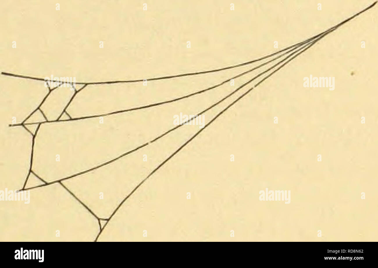 . American spiders and their spinning work. A natural history of the ...