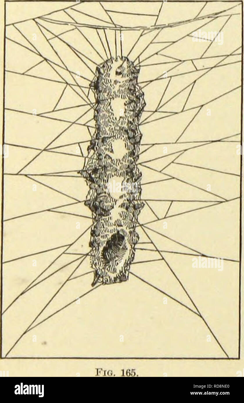 . American spiders and their spinning work. A natural history of the ...