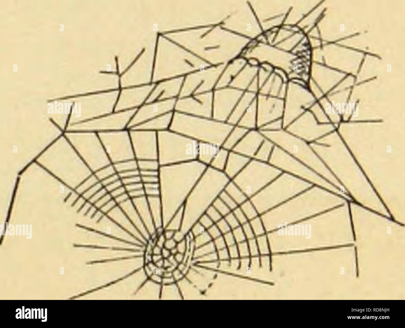 . American spiders and their spinning work. A natural history of the ...