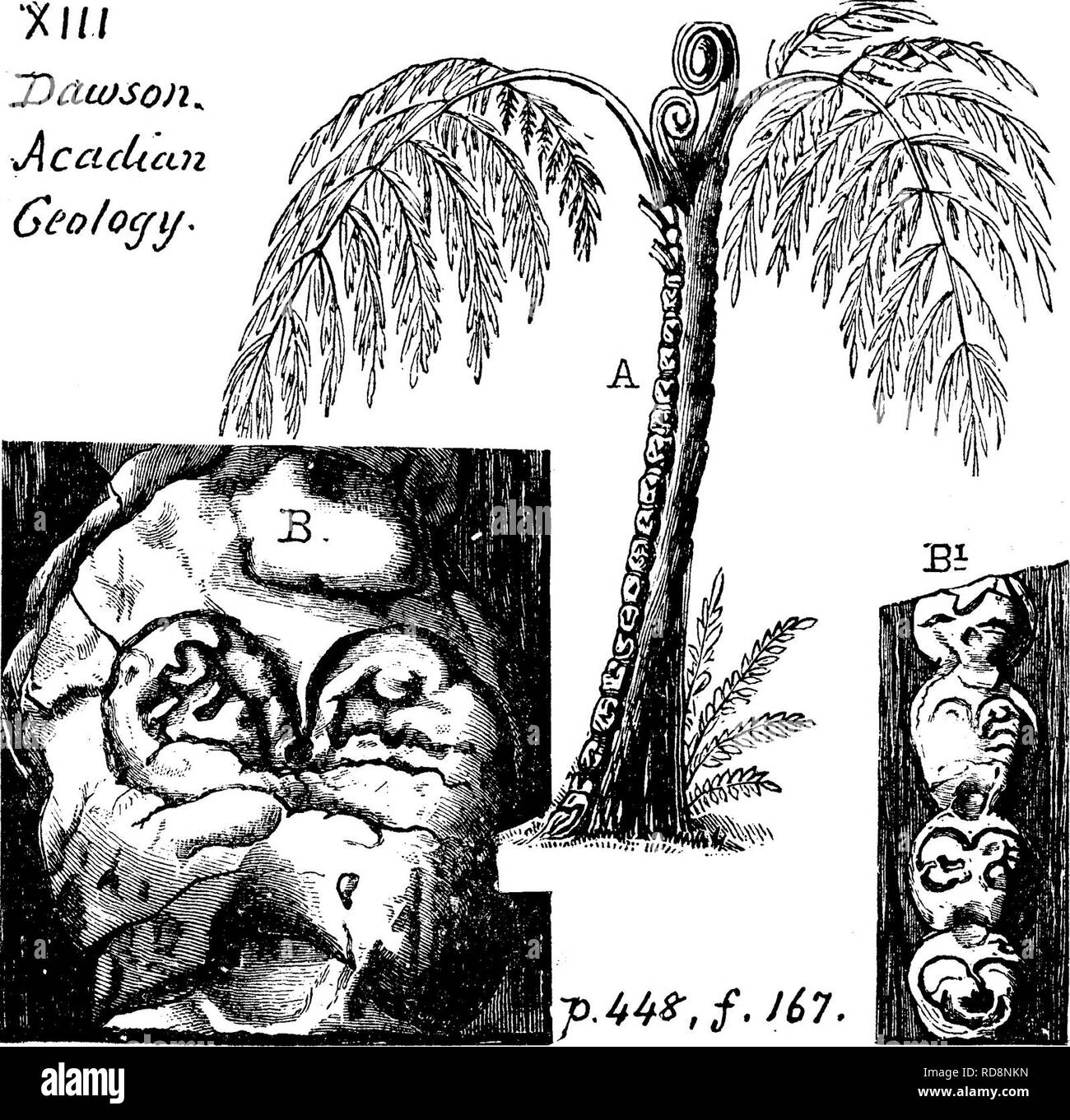 . A dictionary of the fossils of Pennsylvania and neighboring states ...