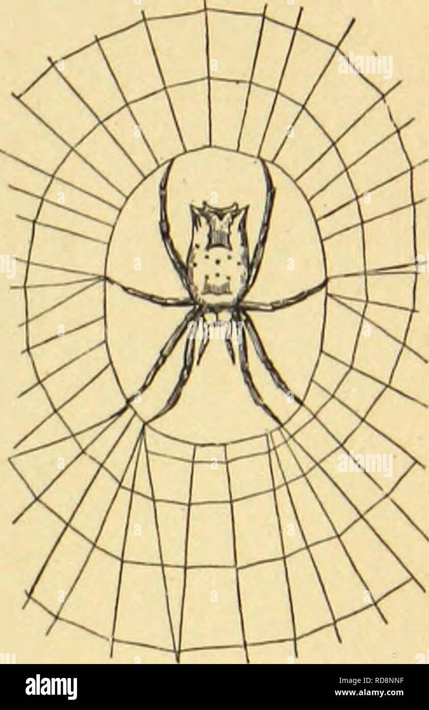 . American spiders and their spinning work. A natural history of the ...