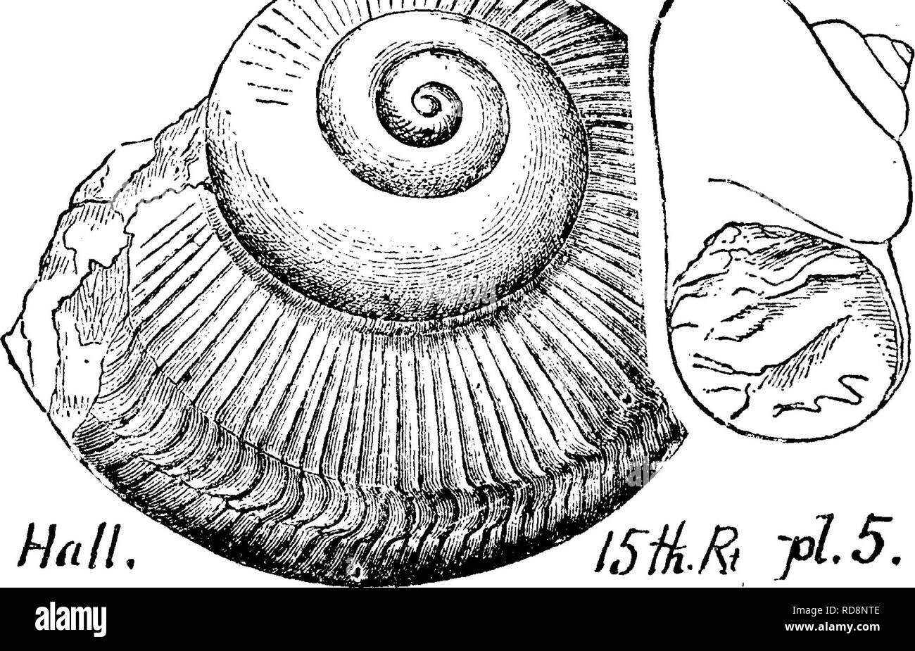 Conocardium hi-res stock photography and images - Alamy